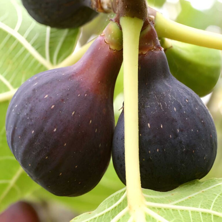 41 Types of Figs: (A-to-Z) Photos - Butter N Thyme