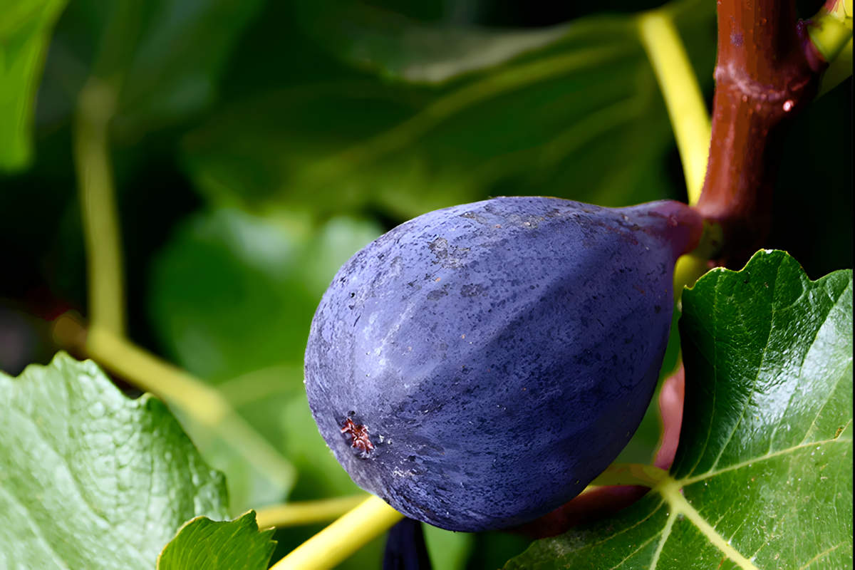41 Types of Figs: A-to-Z (Photos) - Butter N Thyme