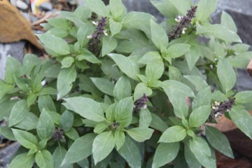 31 Types of Basil: (A-to-Z) Photos - Butter N Thyme