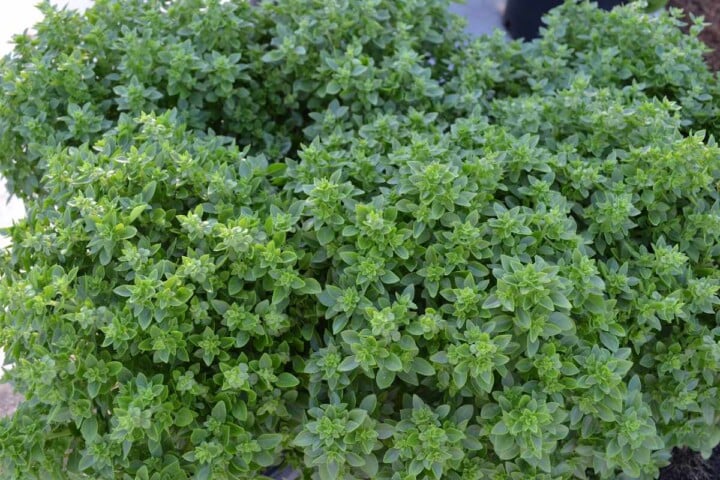 31 Types of Basil: (A-to-Z) Photos - Butter N Thyme