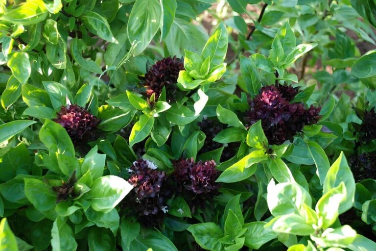 31 Types of Basil: (A-to-Z) Photos - Butter N Thyme