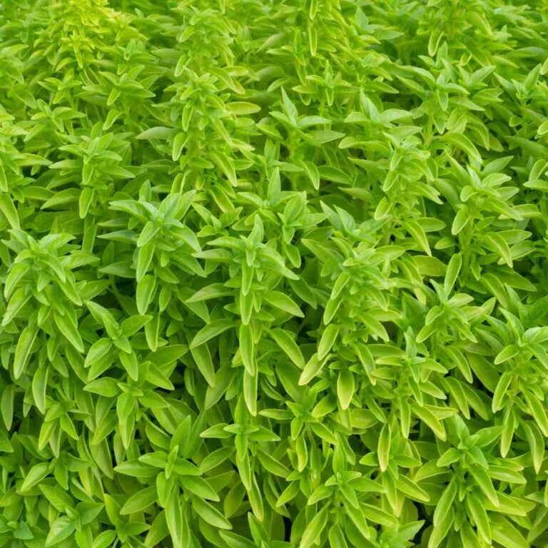 31 Types of Basil: (A-to-Z) Photos - Butter N Thyme