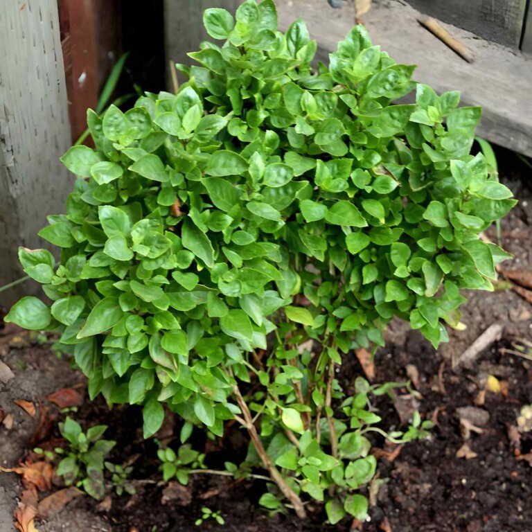 31 Types of Basil: (A-to-Z) Photos - Butter N Thyme