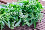 31 Types of Basil: (A-to-Z) Photos - Butter N Thyme
